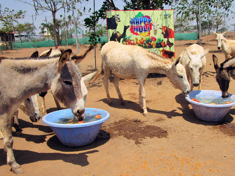 A Happy Holi for All | Animal Rahat