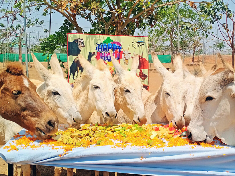 A Happy Holi for All | Animal Rahat