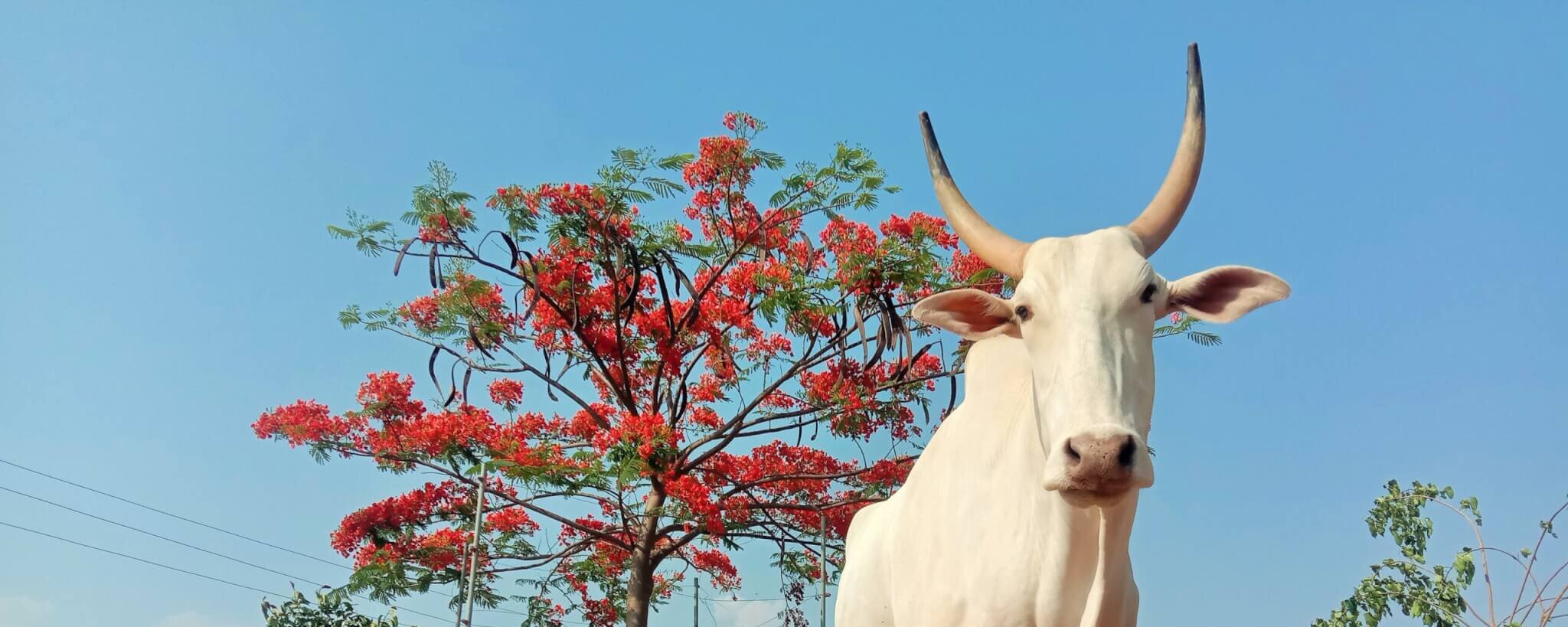 20 Years, Many Thousands of Lives Saved - Animal Rahat