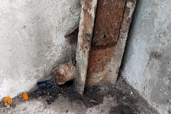 A Mongoose Fighting for His Life - Animal Rahat