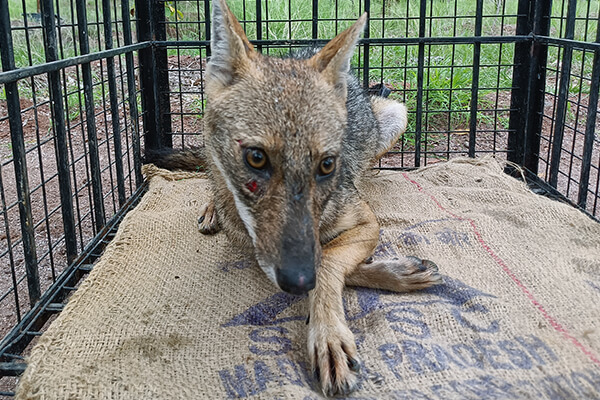 Frantic Dog and 195 Others Rescued This Month - Animal Rahat