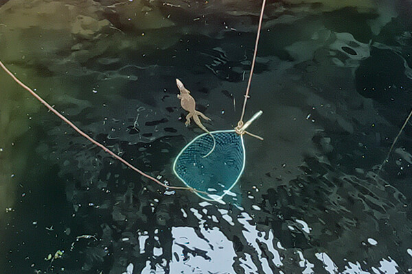 Super Wildlife Rescue of the Month - Animal Rahat