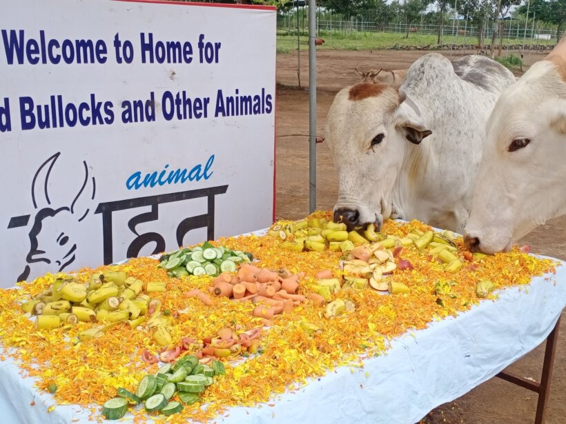 Animals Enjoy a Happy and Festive Diwali | Animal Rahat