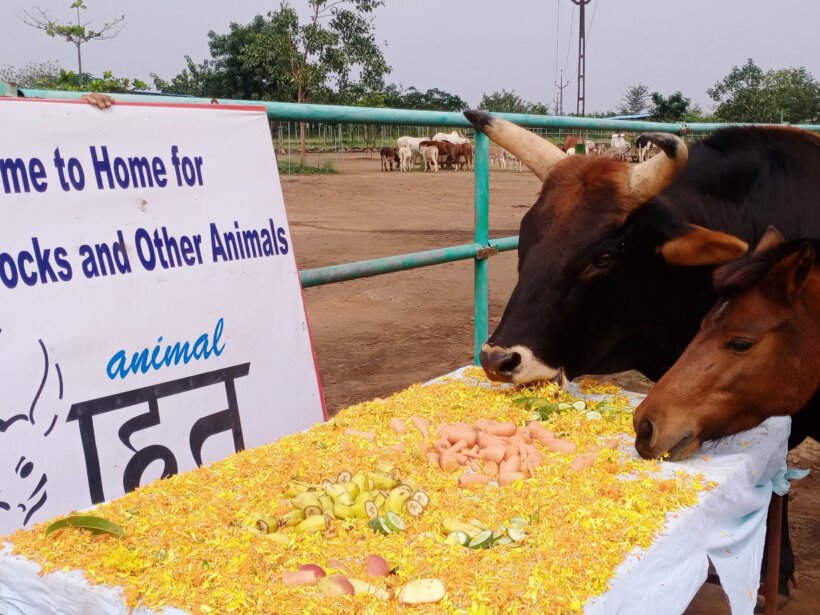 Animals Enjoy a Happy and Festive Diwali | Animal Rahat