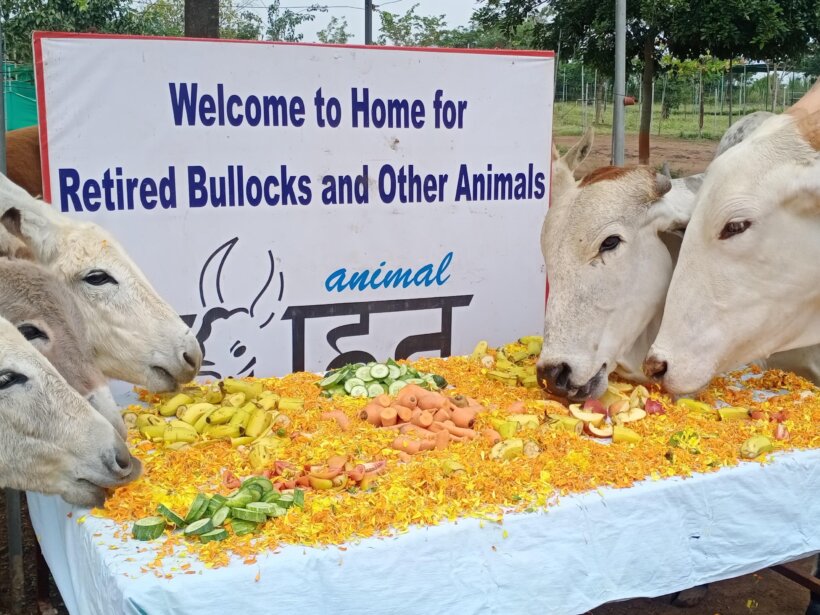 Animals Enjoy a Happy and Festive Diwali - Animal Rahat