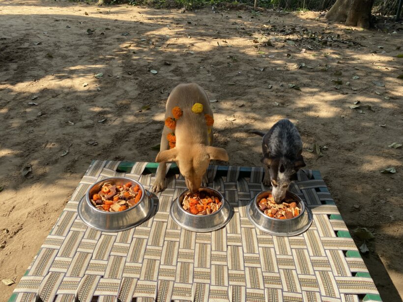 Animals Enjoy a Happy and Festive Diwali - Animal Rahat