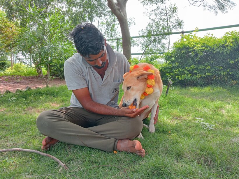 Animals Enjoy a Happy and Festive Diwali - Animal Rahat