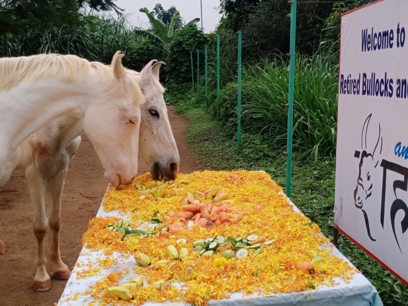 Animals Enjoy a Happy and Festive Diwali | Animal Rahat