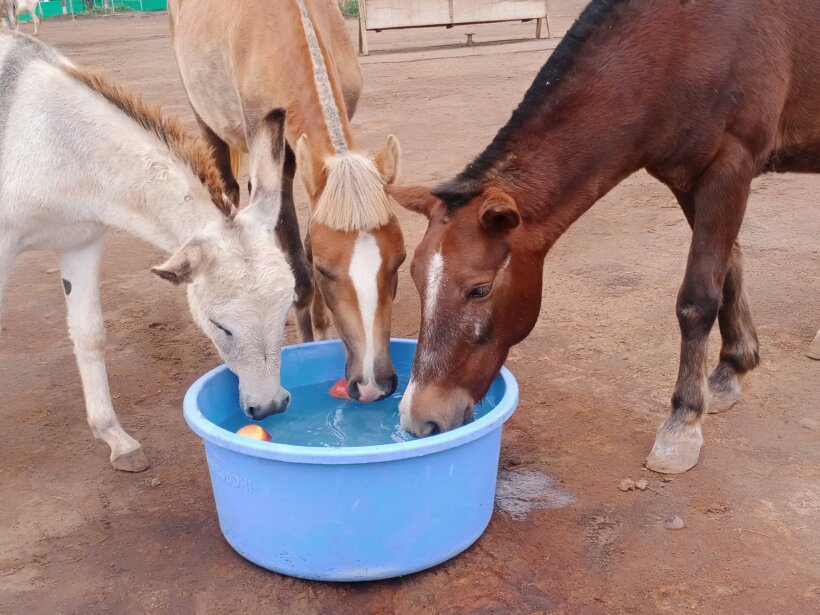 Animals Enjoy a Happy and Festive Diwali | Animal Rahat