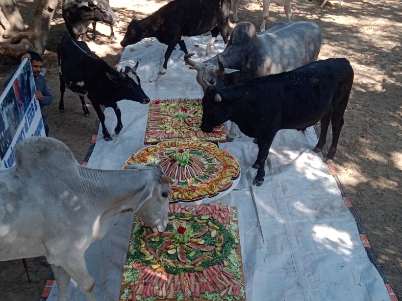 BIG WIN: Retired Animals Hit the Jackpot - Animal Rahat