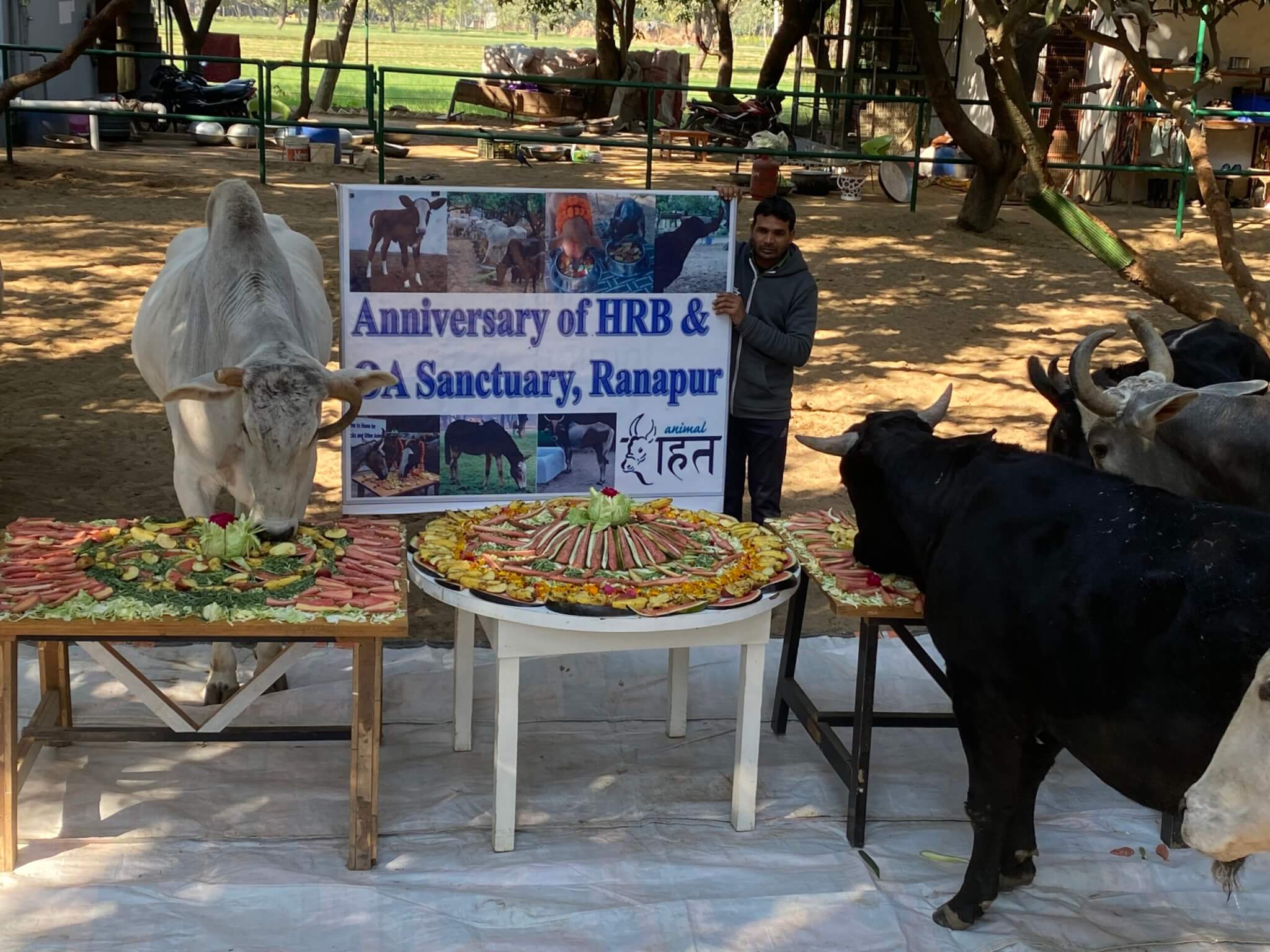 BIG WIN: Retired Animals Hit the Jackpot | Animal Rahat