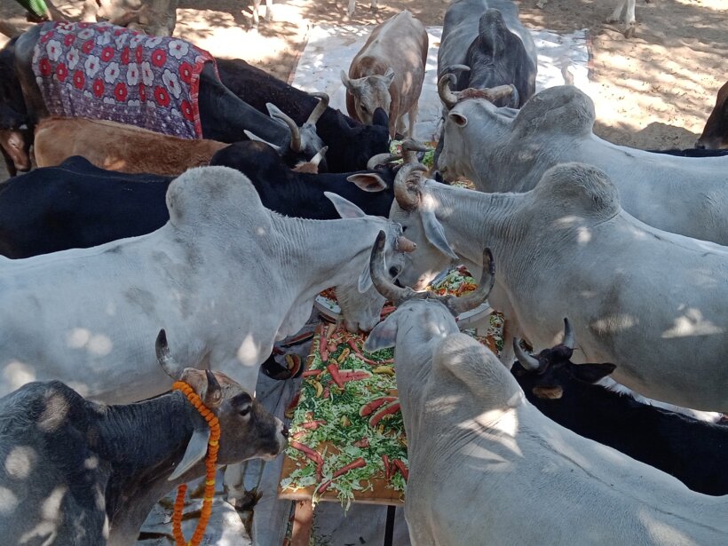 BIG WIN: Retired Animals Hit the Jackpot - Animal Rahat