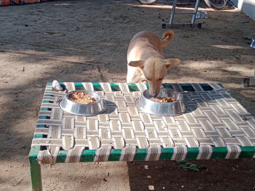 BIG WIN: Retired Animals Hit the Jackpot - Animal Rahat