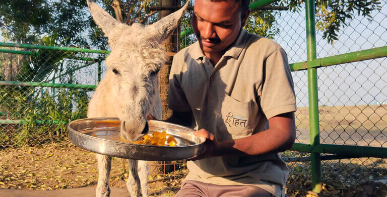 Meet the New Sultan of Sangli - Animal Rahat