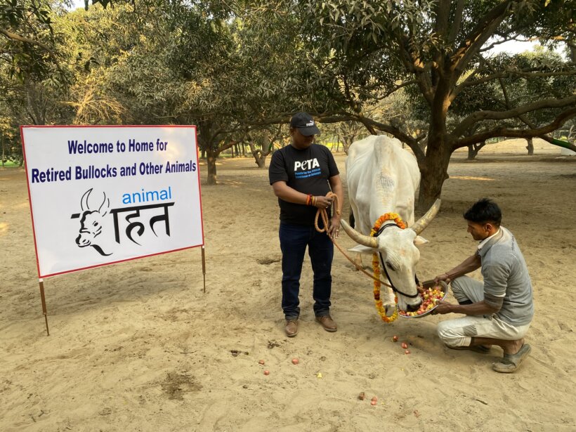 Welcome, Monu, to the Most Beautiful Retirement Home in Uttar Pradesh ...