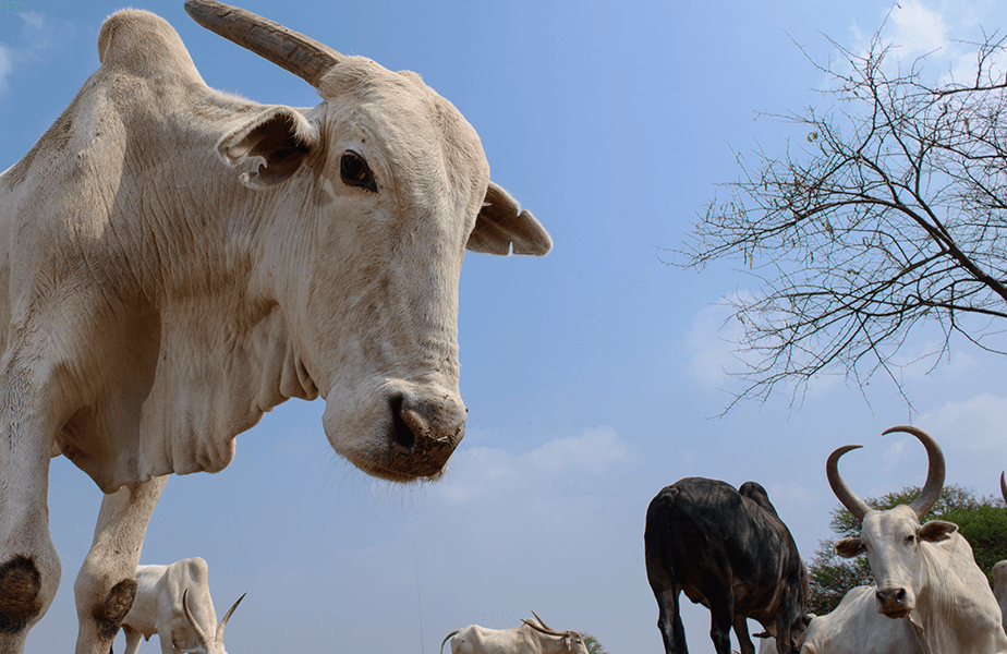 How to help animals in India - Animal Rahat