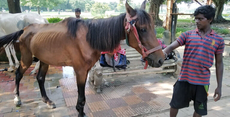 Kolkata’s Weary Horses Trade Reins for Grains and Green Pastures ...