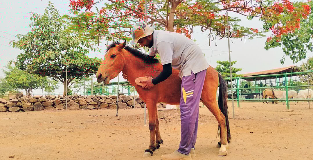 Whips, Be Gone! Five Happy Ponies Feel a Brush on Their Back for the ...