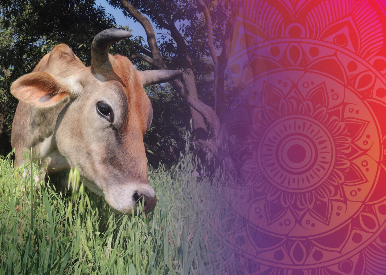 VIDEO: Animal Rahat Celebrates Diwali with Bulls, Horses, Dogs, and ...