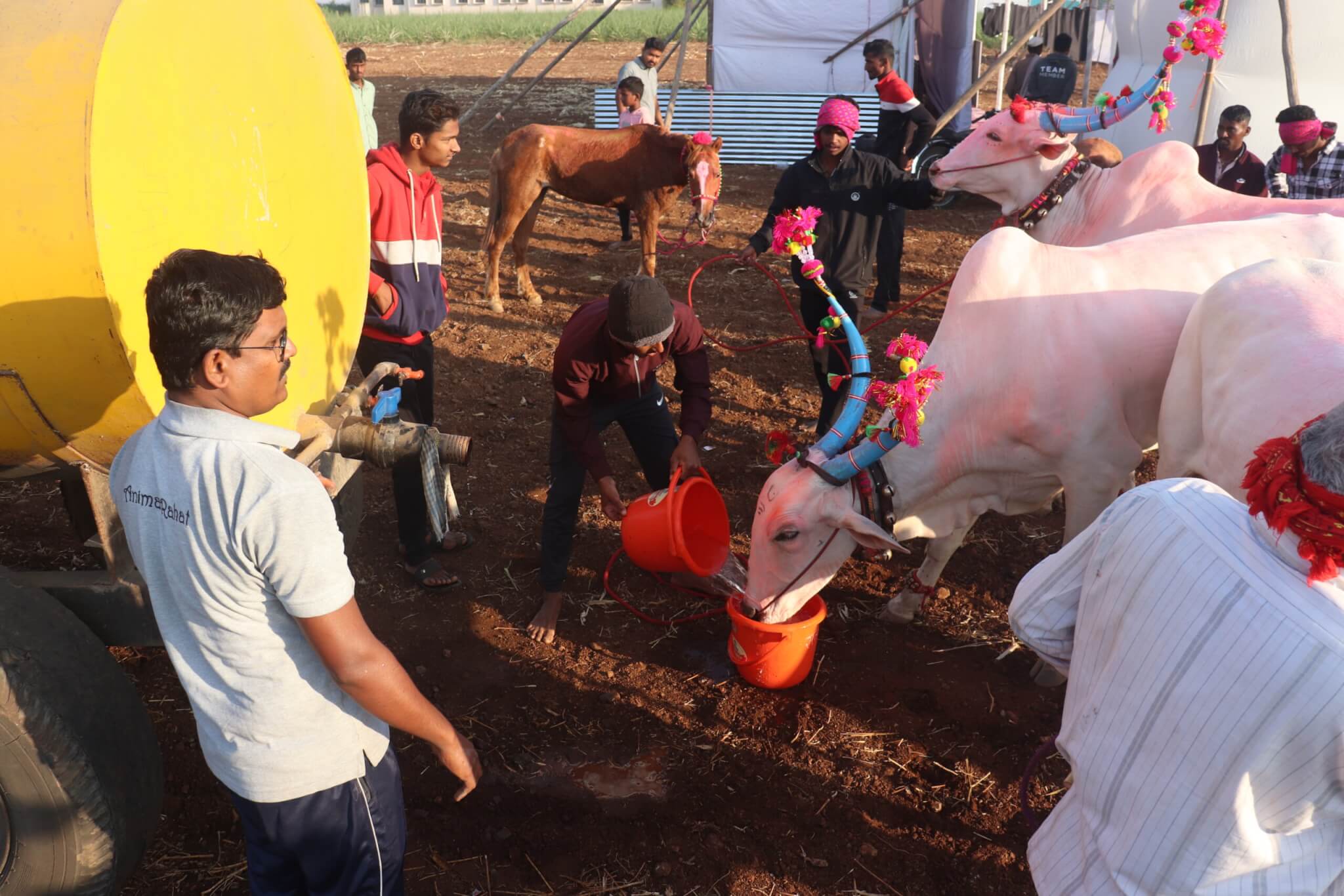 How Animal Rahat Helped Abate Cruelty at the Goddess Fair - Animal Rahat