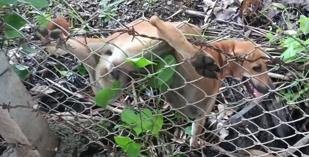 Help Had to Come Quickly for This Panicking Girl, Her Leg Twisted in ...