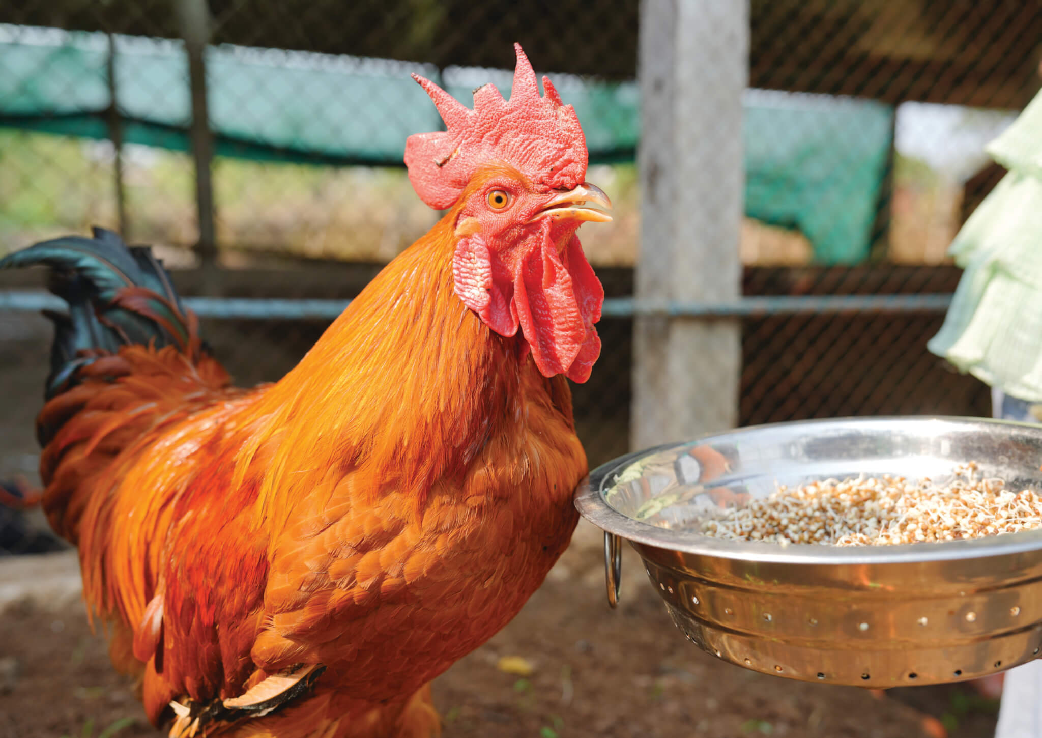 Meet the Residents - Animal Rahat